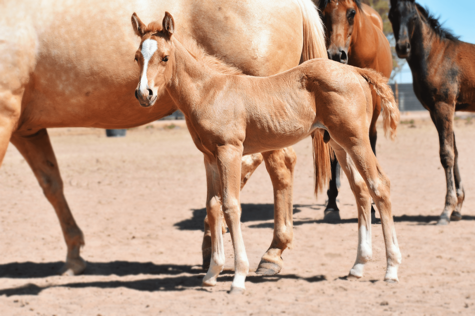 Quarter Horse Weanlings for Sale • Rice Quarter Horses