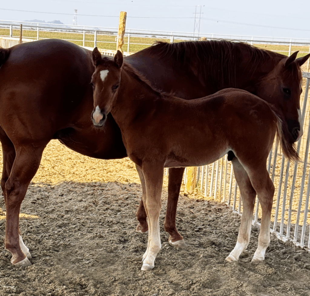 Quarter Horse Weanlings for Sale • Rice Quarter Horses